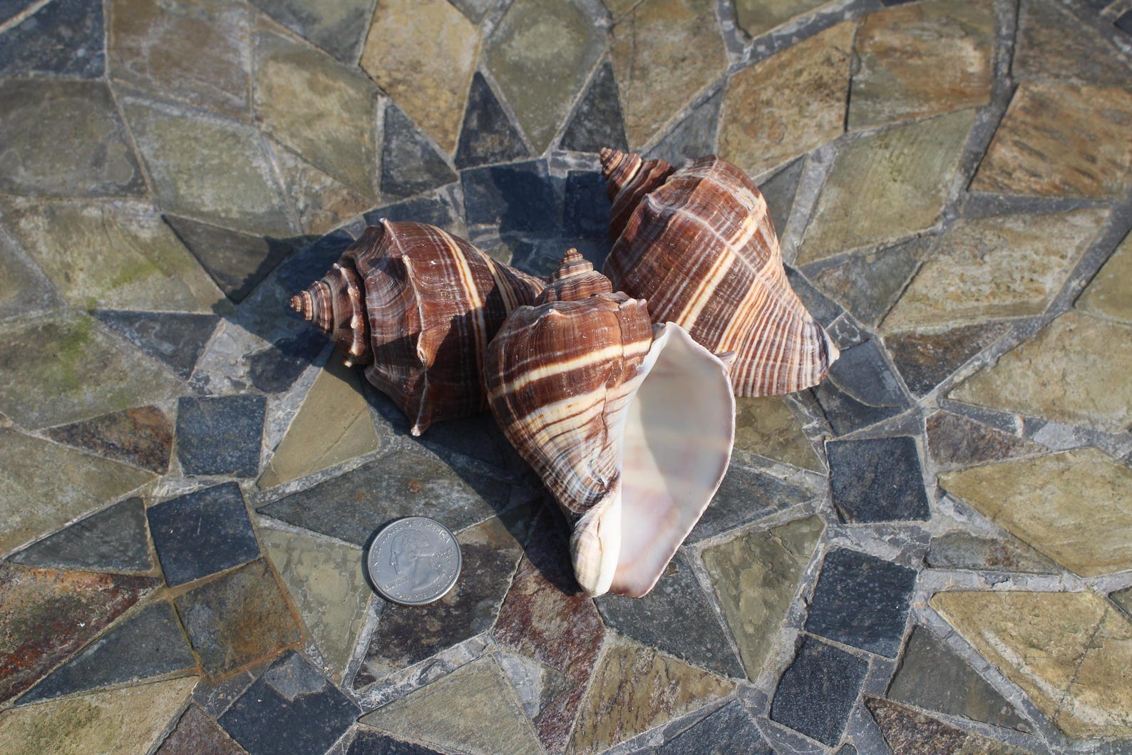 King Crown Conch Shell (3-3.5") – Hermit Crab Shell, Beach Decor - Etsy