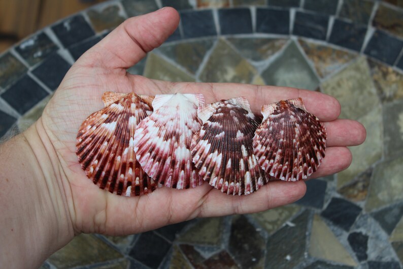 Brilliantly Mottled Pink and Purple Scallop Shells, Beach Decor ...