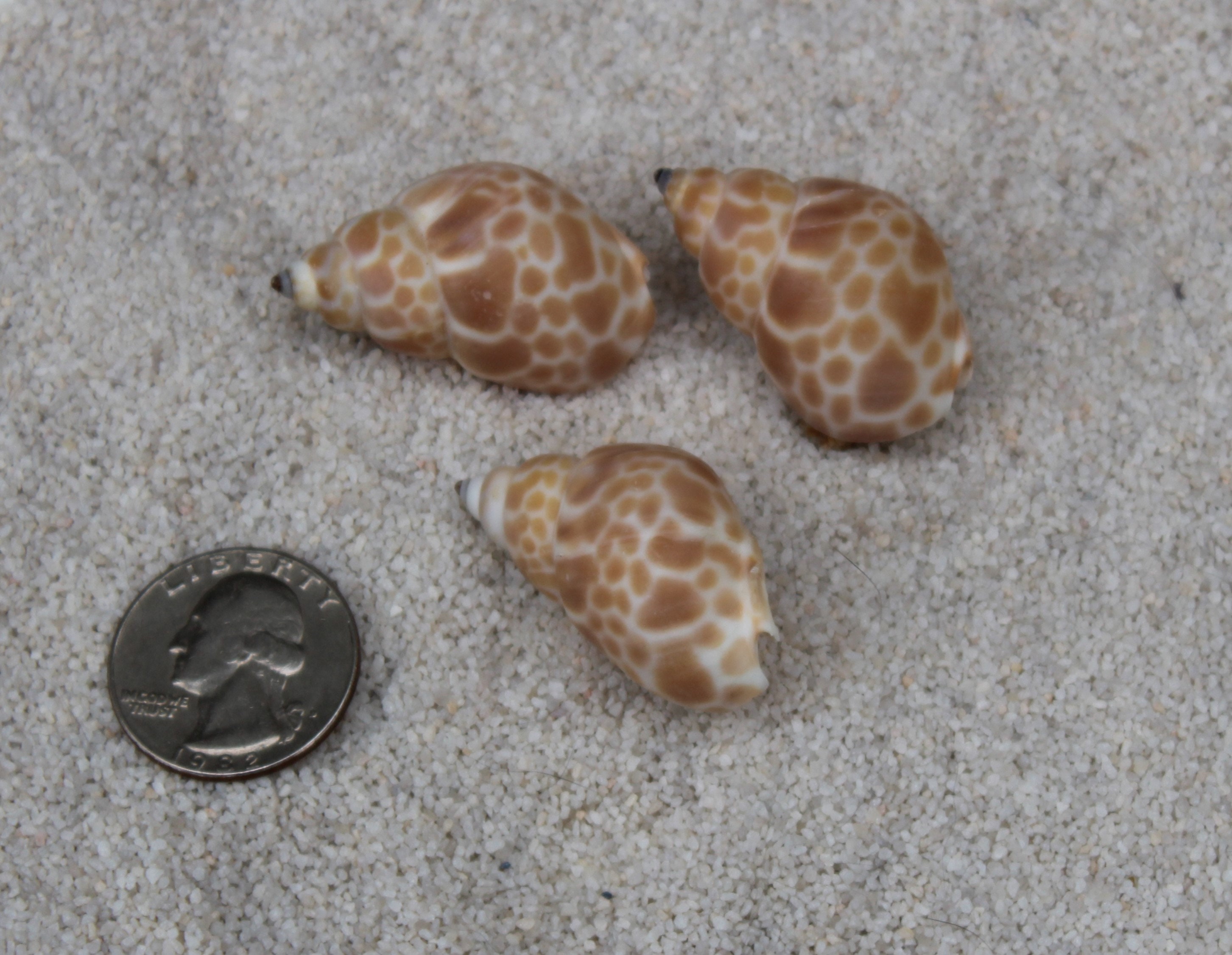 Small Babylonia Zeylandica Shells Hermit Crab Shells, Beach Decor ...