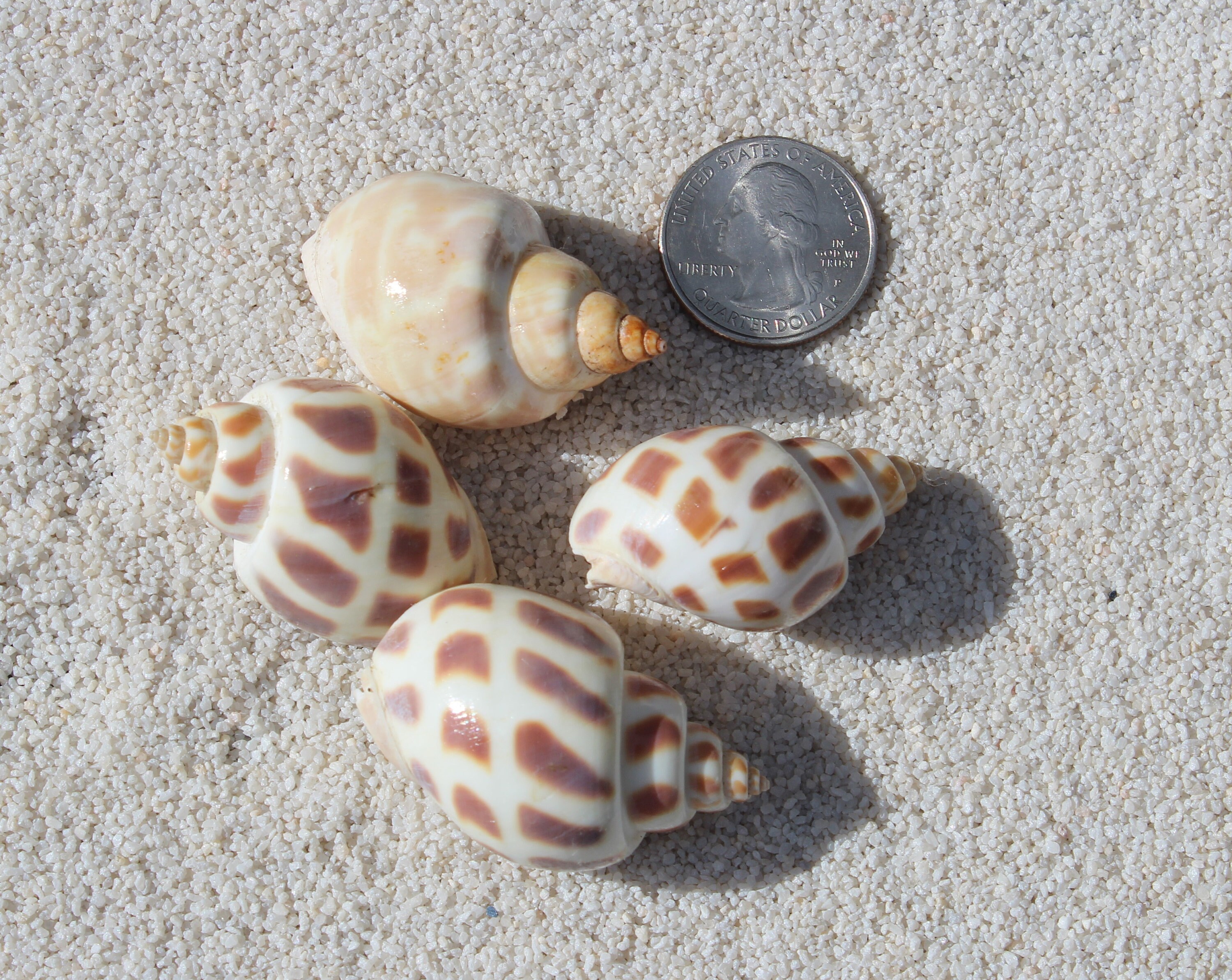 Medium Assorted Babylonia Shells (pack of 2), 1.5-1.7" Length - Hermit ...