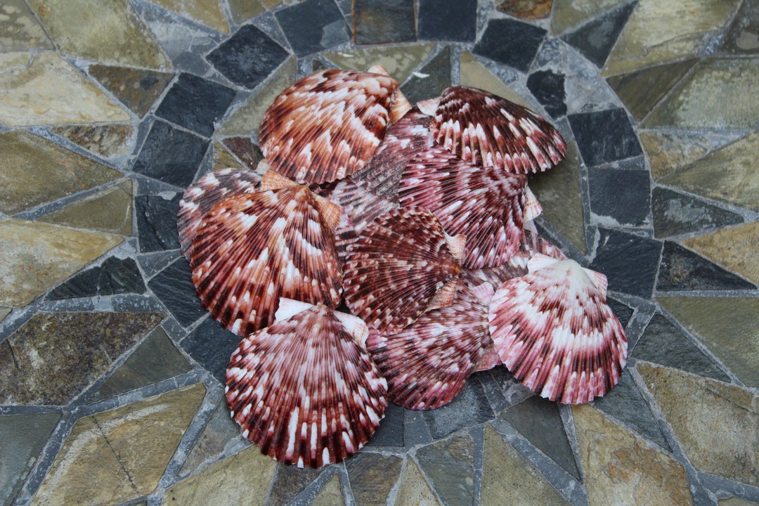 Brilliantly Mottled Pink and Purple Scallop Shells, Beach Decor ...