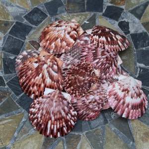 Brilliantly Mottled Pink and Purple Scallop Shells, Beach Decor ...