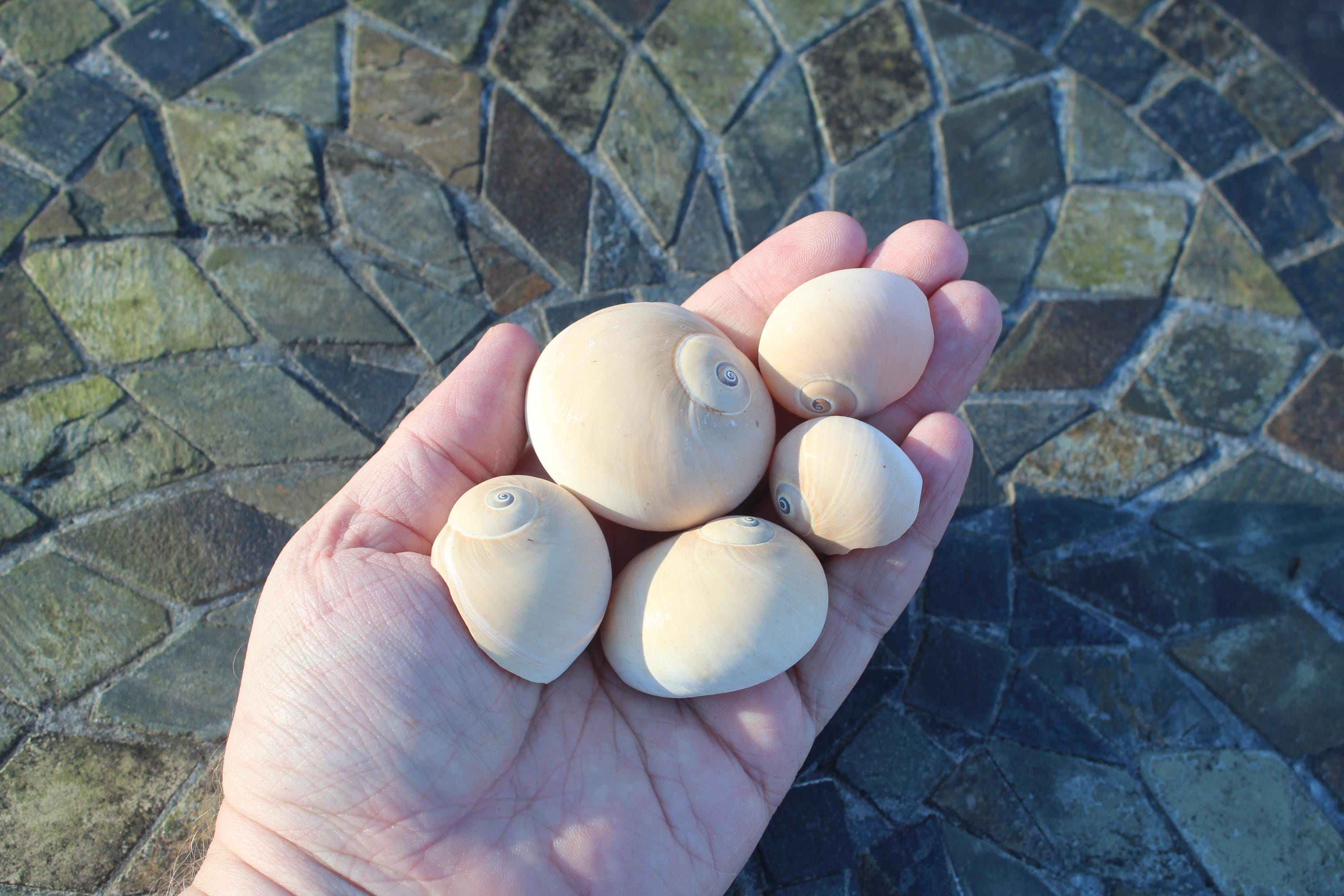 Moon Snail Shell Assortment - Hermit Crab Shells, Craft Shells, Beach ...