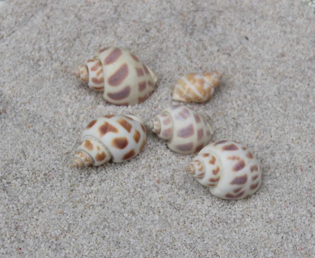 Small Assorted Babylonia Shells, Set of 5, 1.0-1.5" Length - Hermit ...