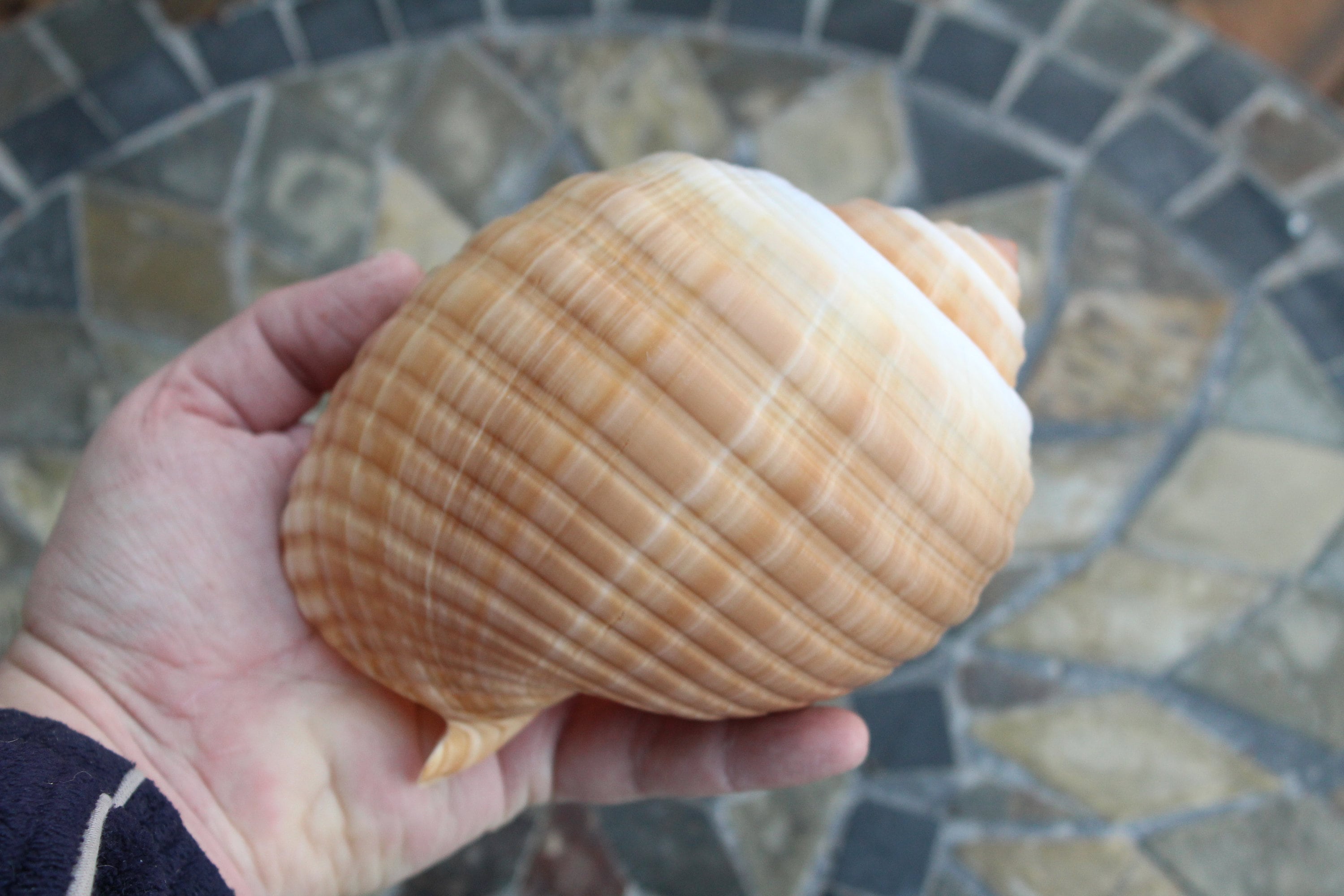 Tun tonna Shells Hermit Crab Shells, Air Plant Shells, Beach Decor ...