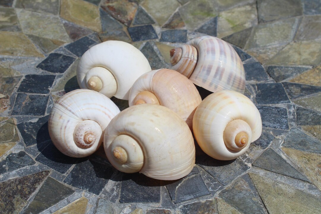 Apple Snail Shell - Hermit Crab Shell, Air Plant Shell, Beach Decor ...