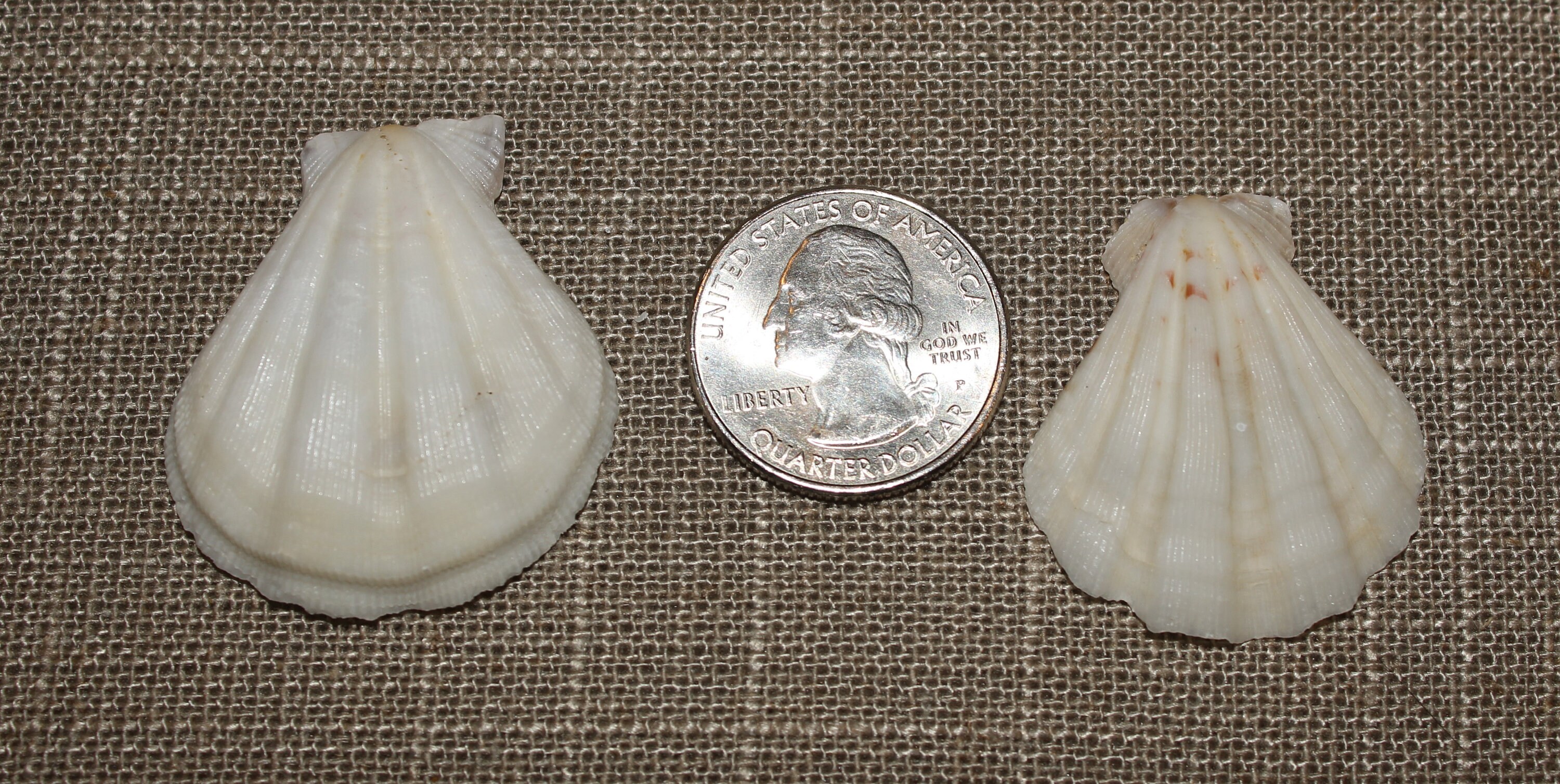 Pecten Amiculam Pink and White Scallop Shells, Beach Decor, Wedding ...