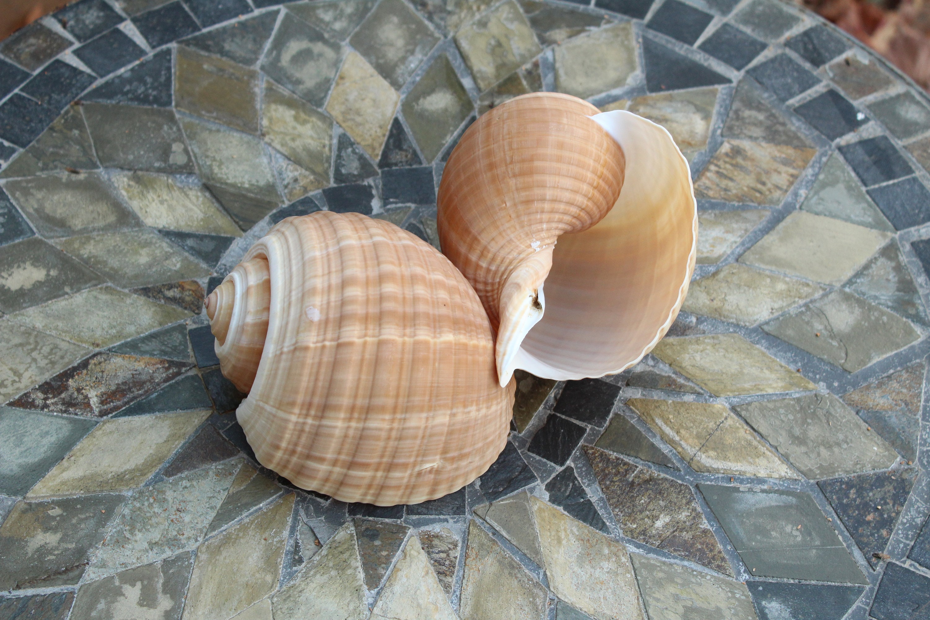 Tun tonna Shells Hermit Crab Shells, Air Plant Shells, Beach Decor ...