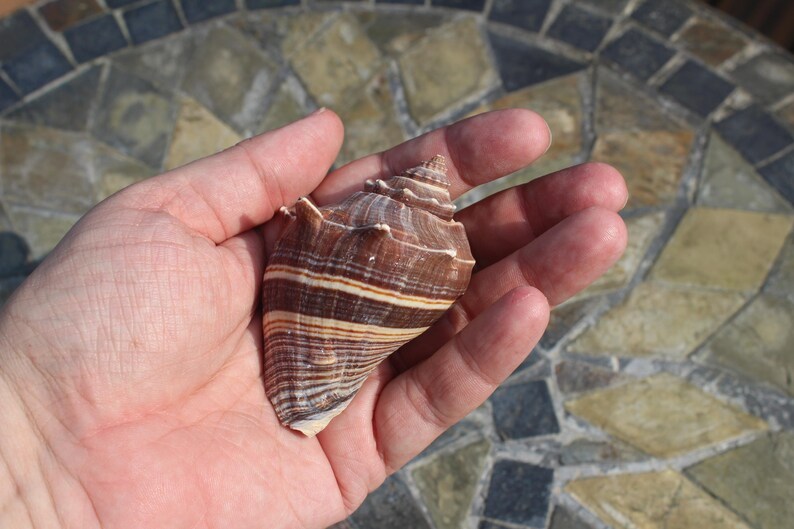 King Crown Conch Shell (3-3.5") – Hermit Crab Shell, Beach Decor - Etsy