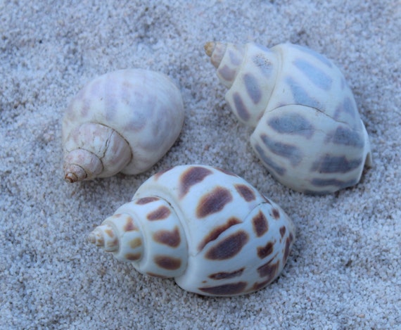 Large Assorted Babylonia Shells Hermit Crab Shells Air | Etsy