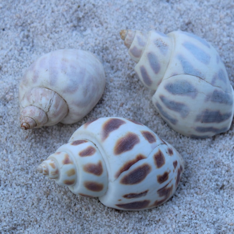 Hermit Crab Shell - Etsy