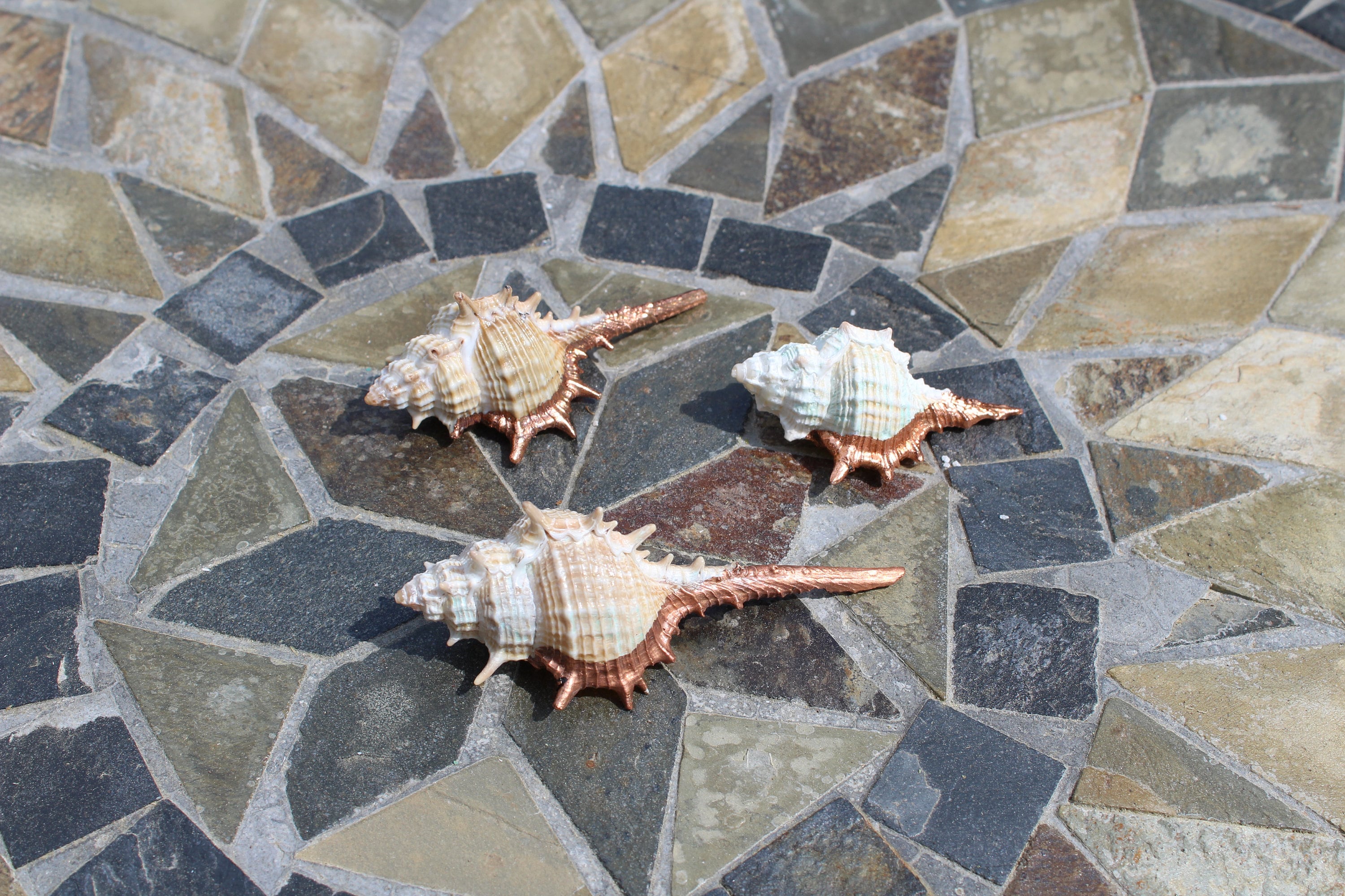 Electroformed Murex Ternispina Snail Shells, Beach Decor, Home Decor ...