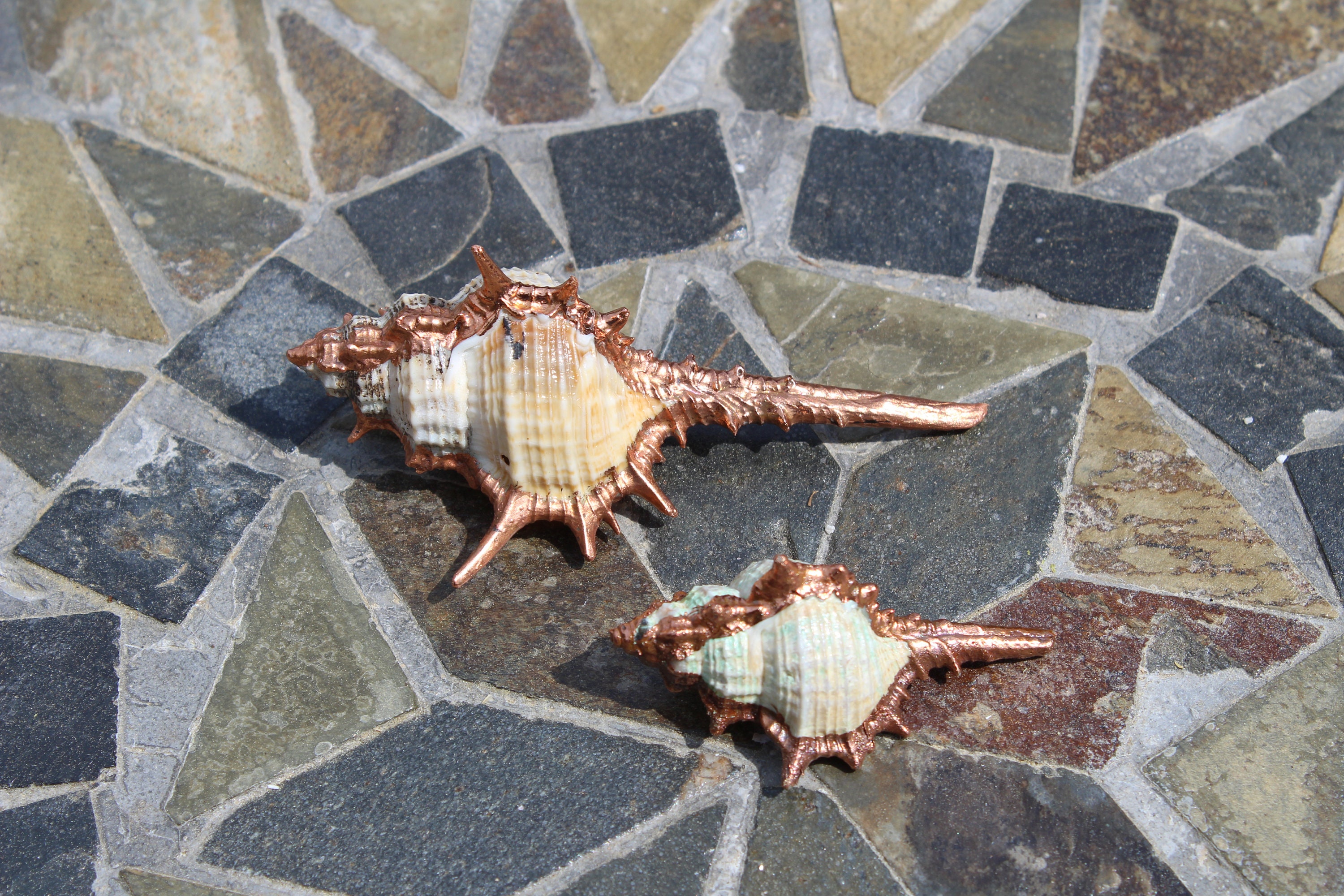 Electroformed Murex Ternispina Snail Shells, Beach Decor, Home Decor ...