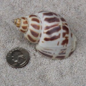 Extra Large Assorted Babylonia Shells, 2.25"+ Length - Hermit Crab ...