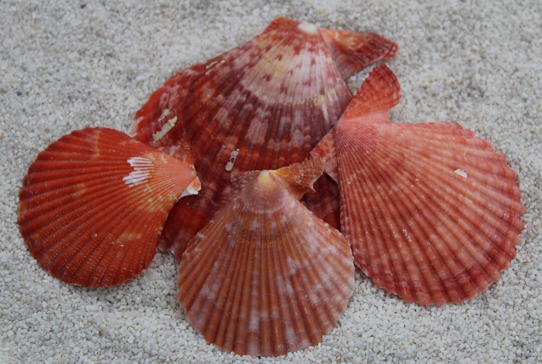 Pink and Orange Scallop Shells, Beach Decor, Wedding Decor, Crafting ...