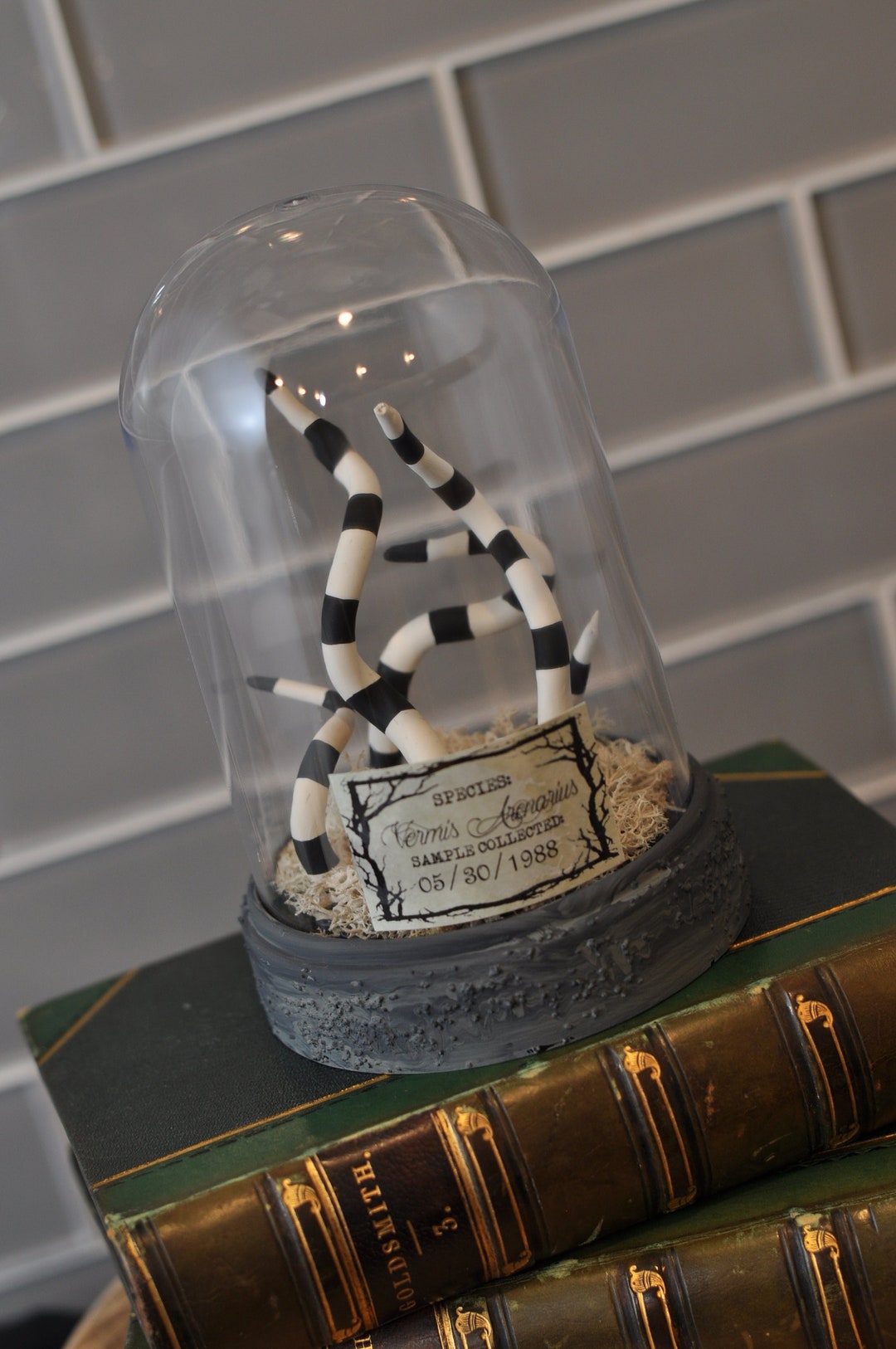 Mini Sandworm Plant in Dome Natural - Etsy