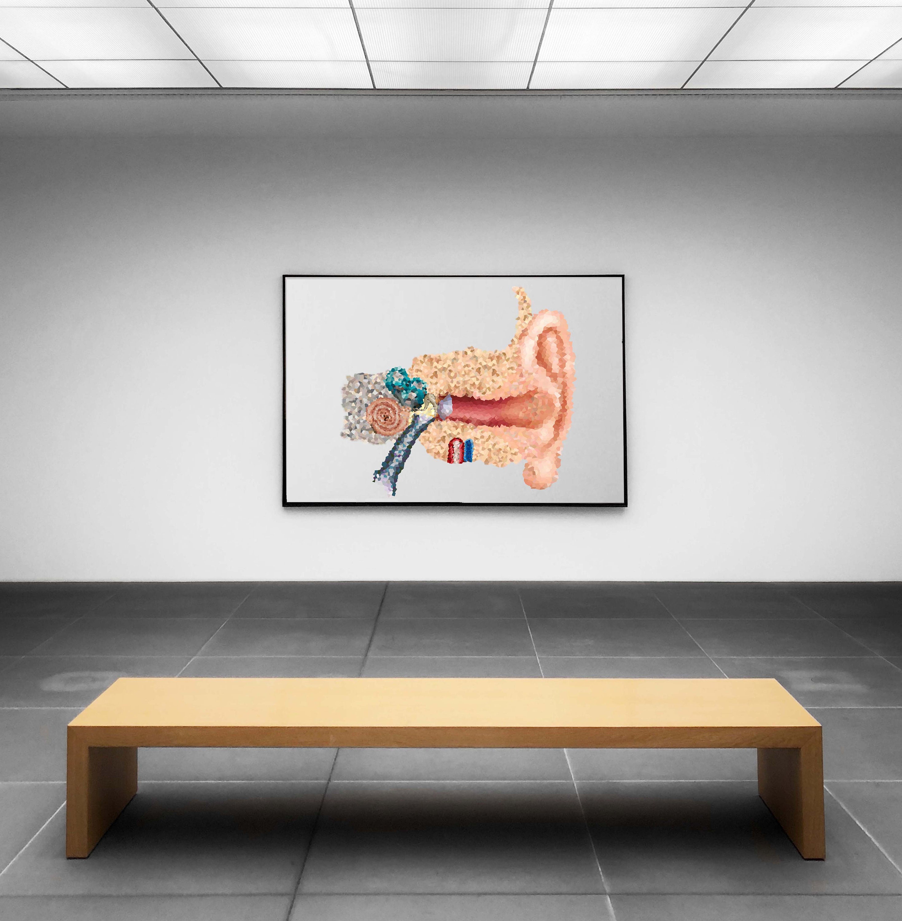 Ear Art Auditory Anatomy Digital Printable - Etsy