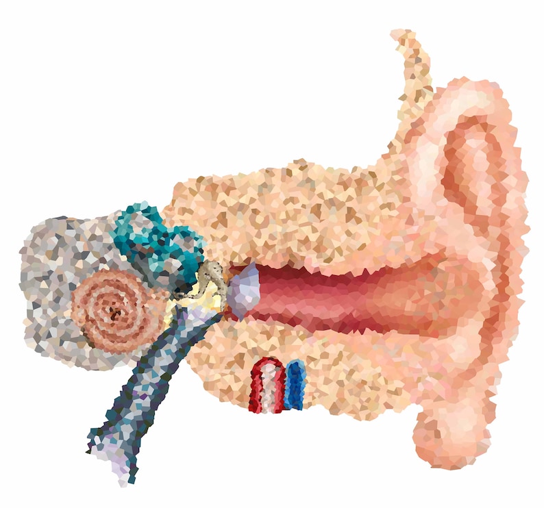 Ear Art Auditory Anatomy Digital Printable - Etsy