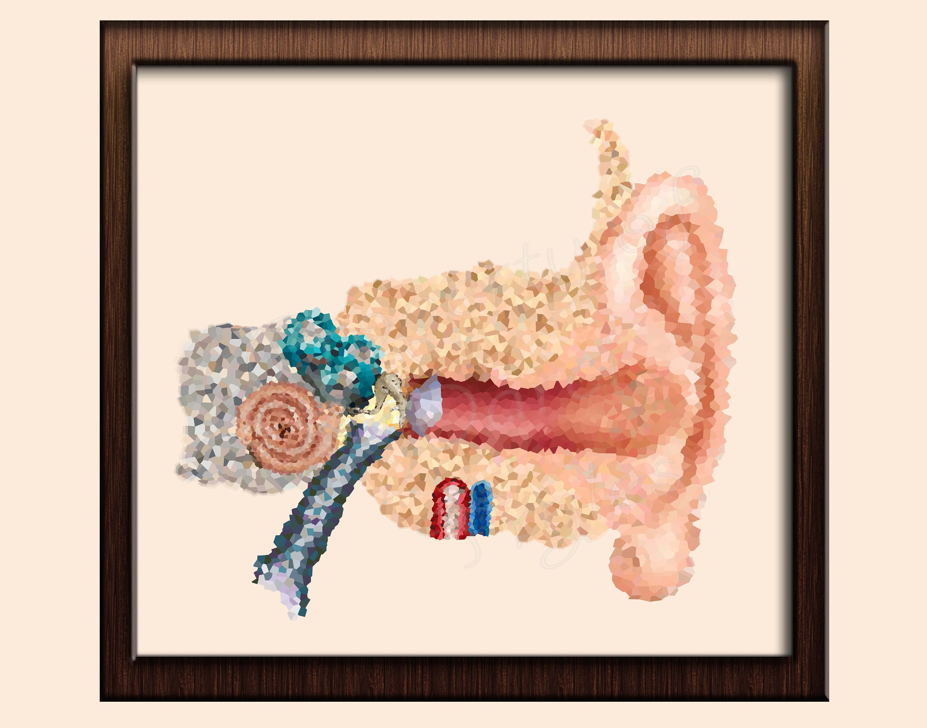 Ear Art Auditory Anatomy Digital Printable - Etsy