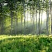 Custom Photo Wallpaper 3D Green Forest Nature Landscape Large Murals ...
