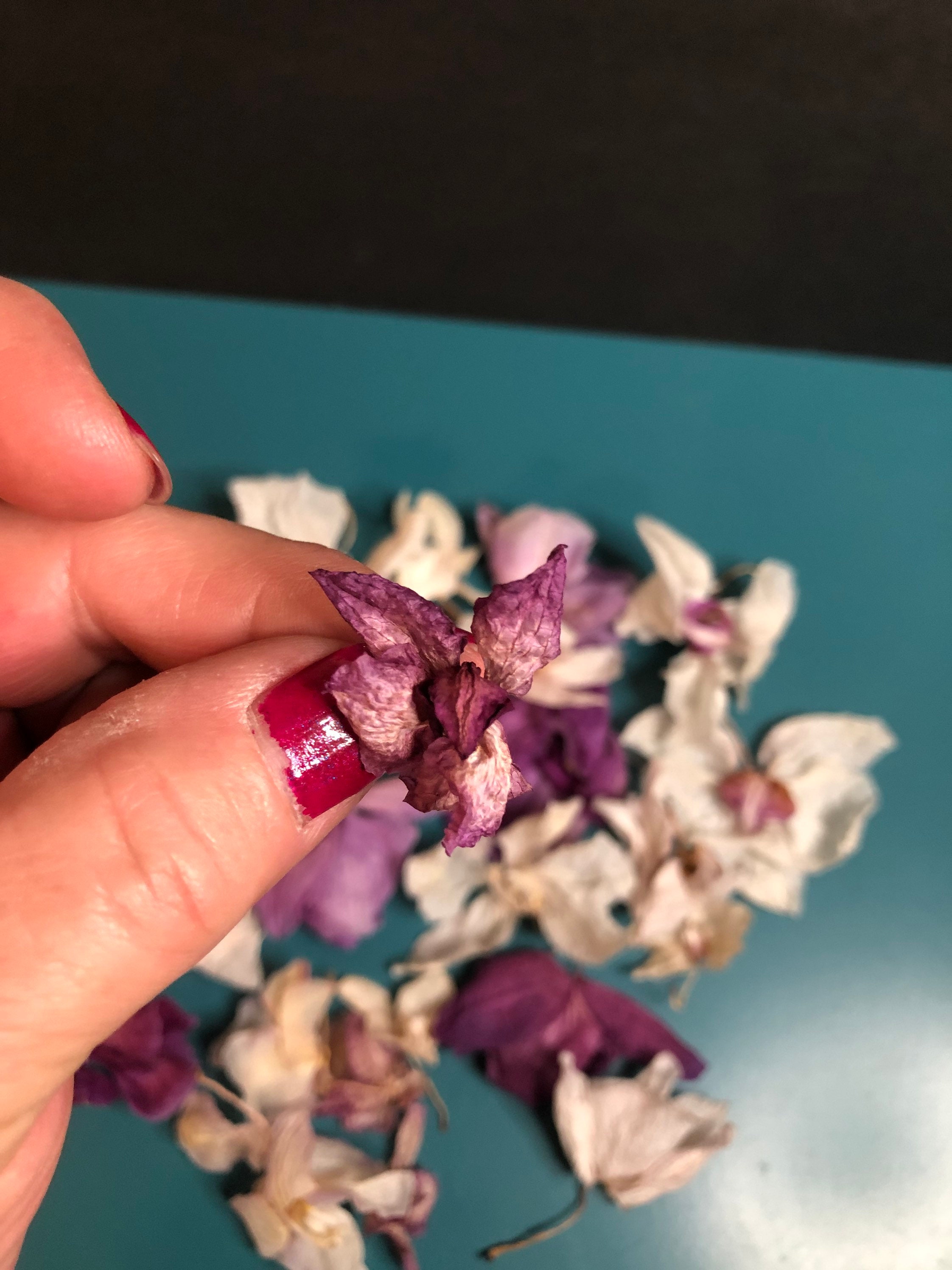 Dried Orchids - Etsy