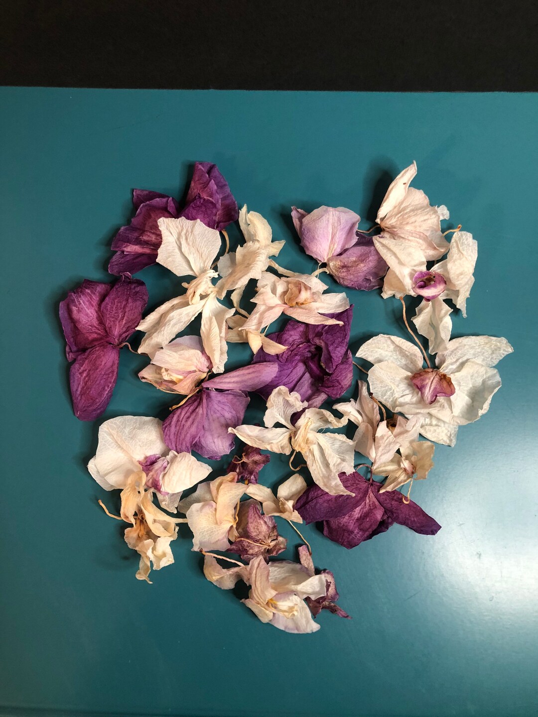 Dried Orchids - Etsy