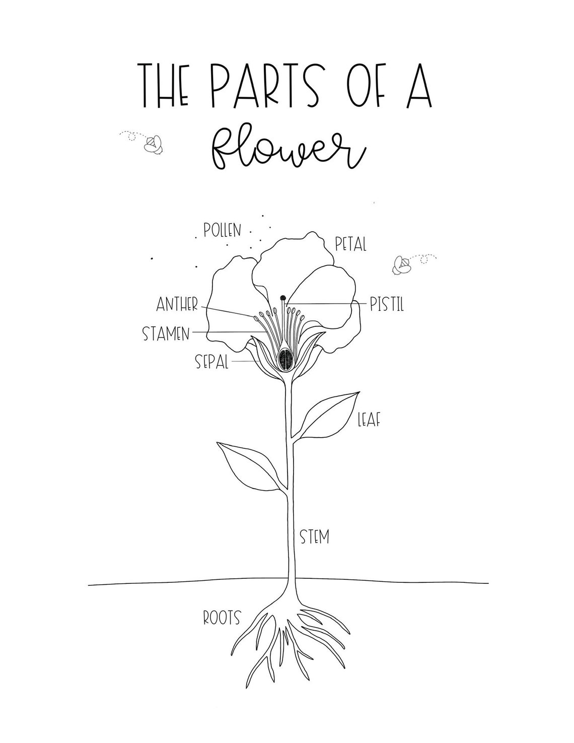 The Parts Of A Flower Digital Download Coloring Page Etsy