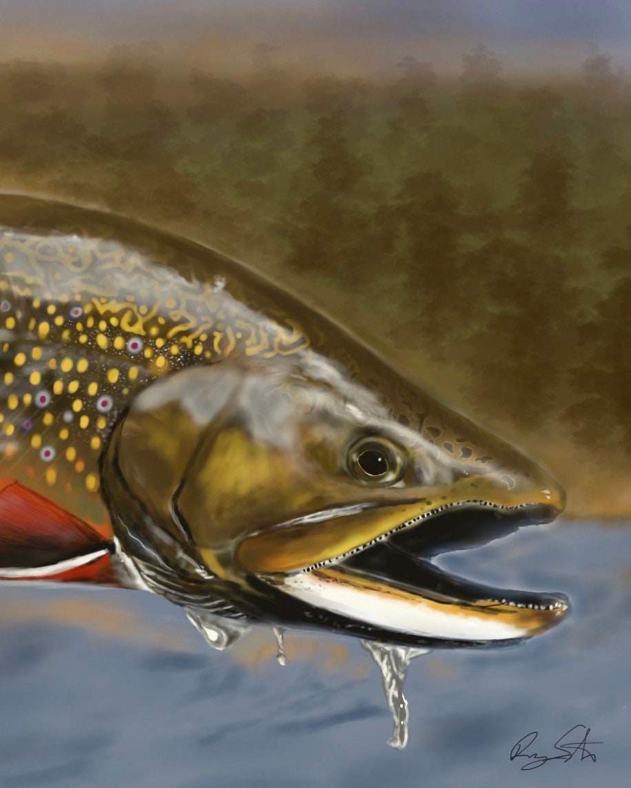 Brook Trout - Etsy