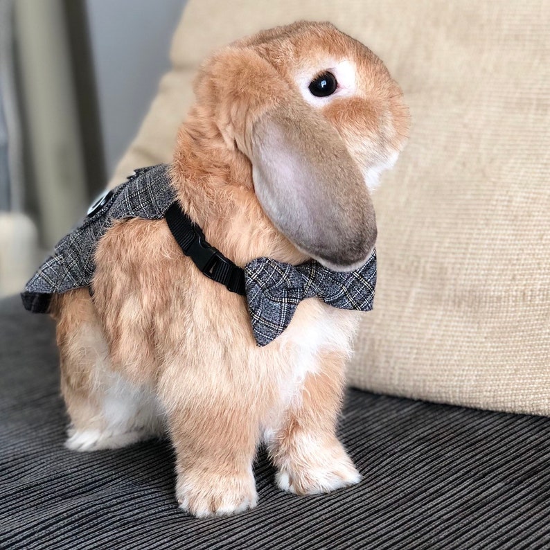 Dark Gray Plaid Tuxedo for Pet Bunny Rabbit - Etsy