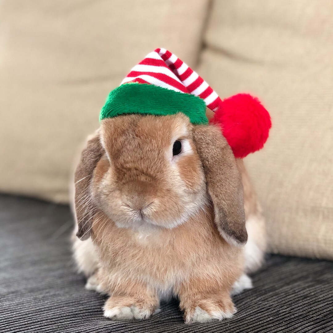 Santa’s Lil Helper Hat for Small Pet - Etsy
