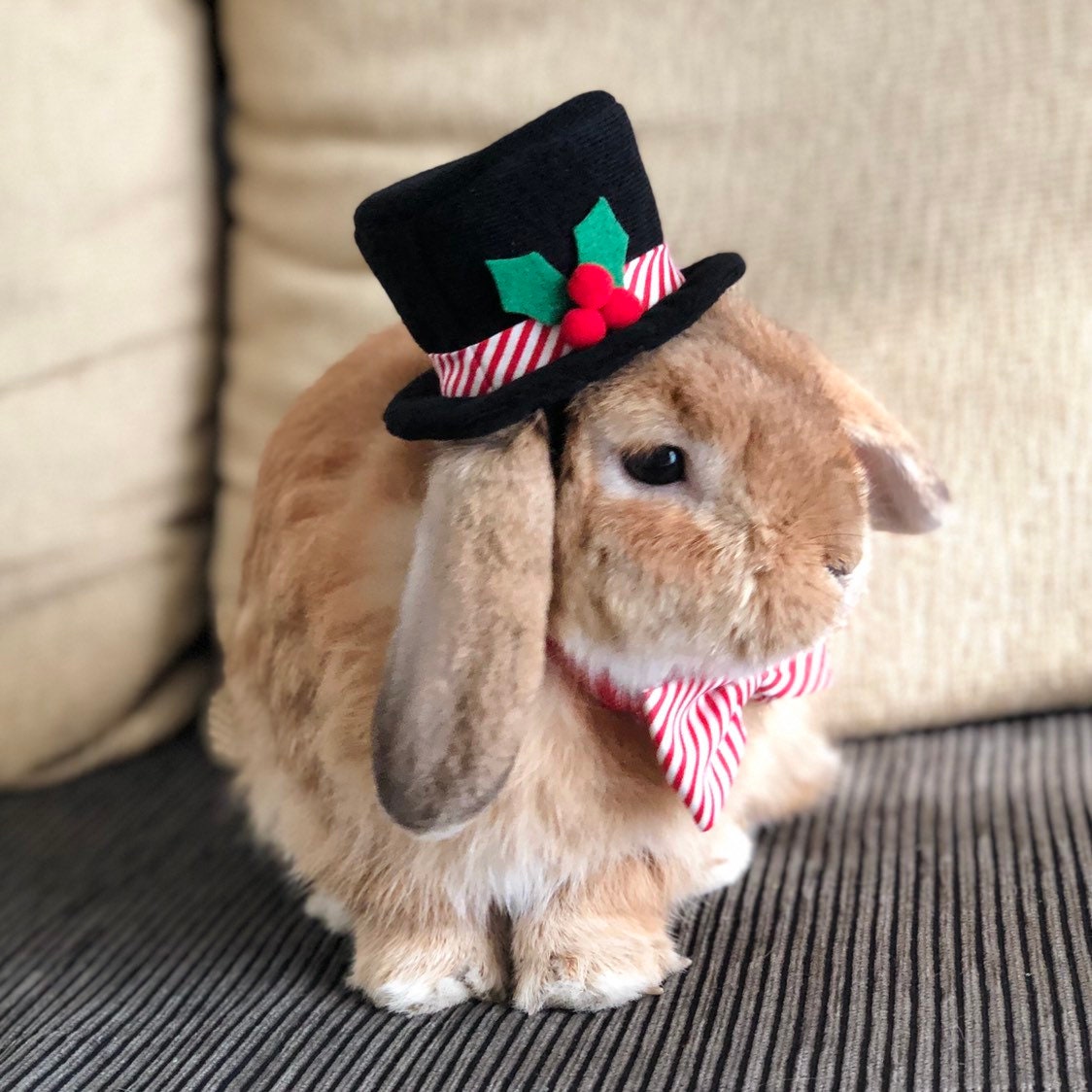 Snowman Top Hat for Pet Bunny Rabbits and Other Small Pets | Etsy