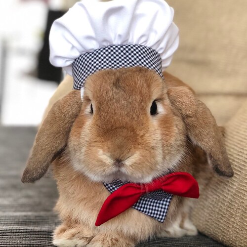 Graduation Hat for Small Pet - Etsy