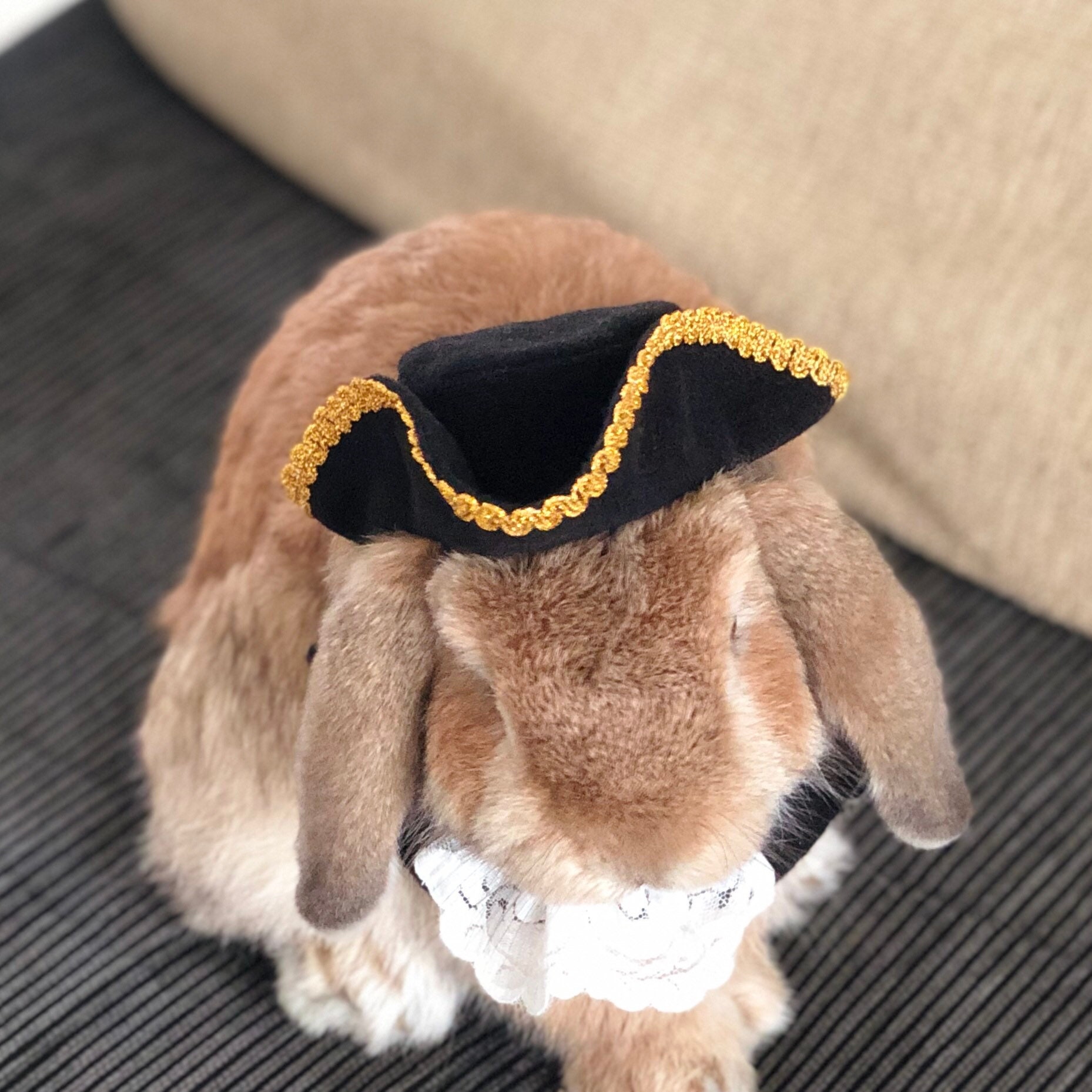 Colonial Tricorn Pirate Hat for Pet Bunny Rabbit and Other - Etsy