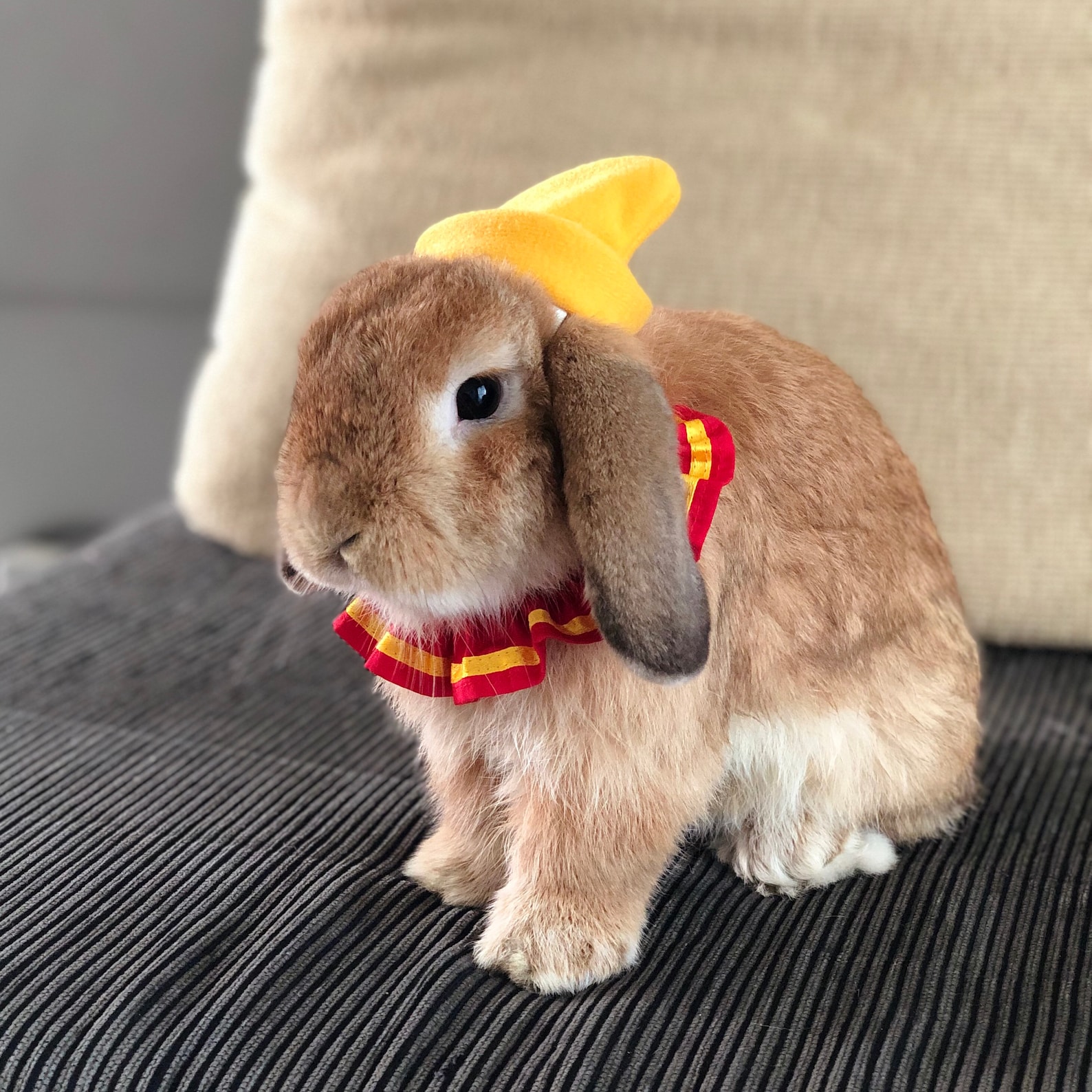Red Ruffle Collar for Pet Bunny Rabbit and Other Small Pets | Etsy