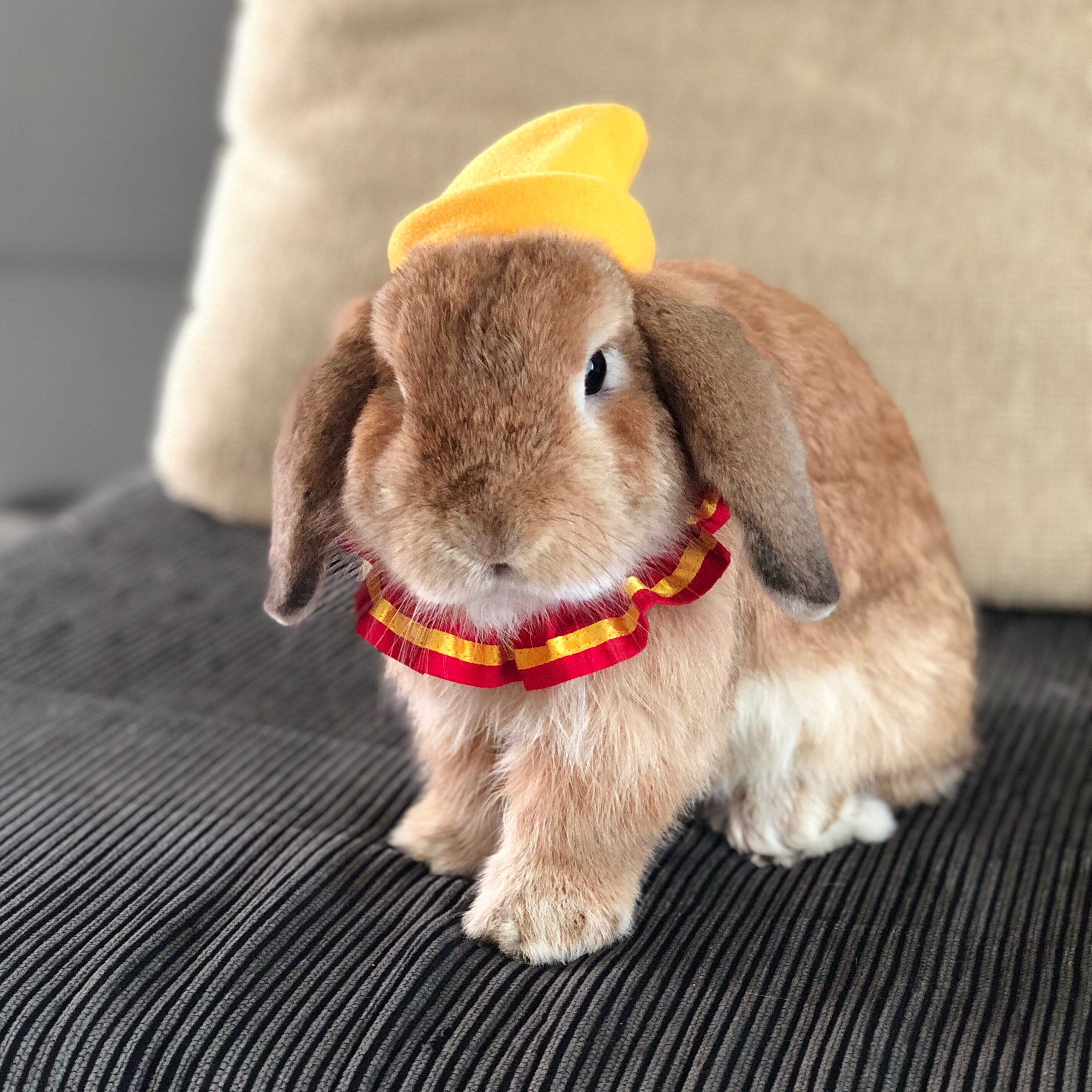 Red ruffle collar for pet bunny rabbit and other small pets | Etsy