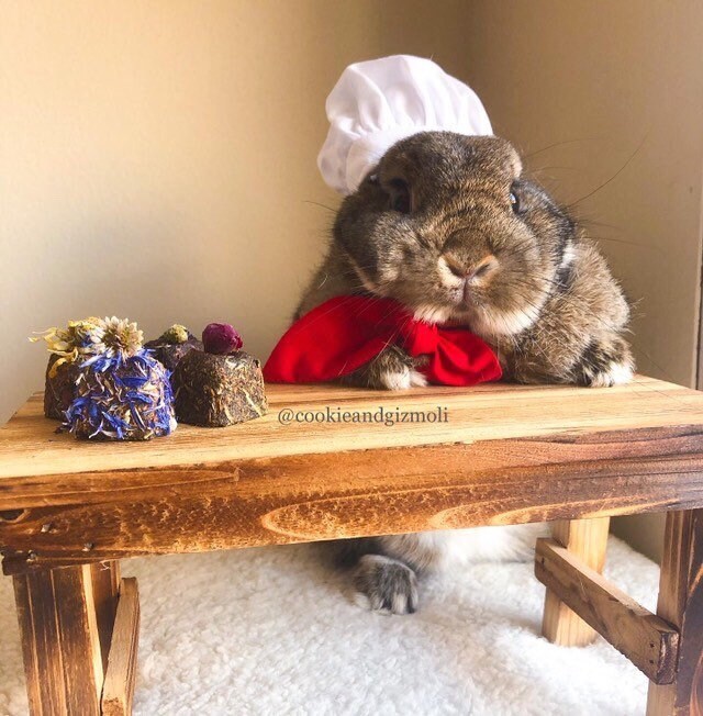 Chef Hat for Small to Medium Pet - Etsy