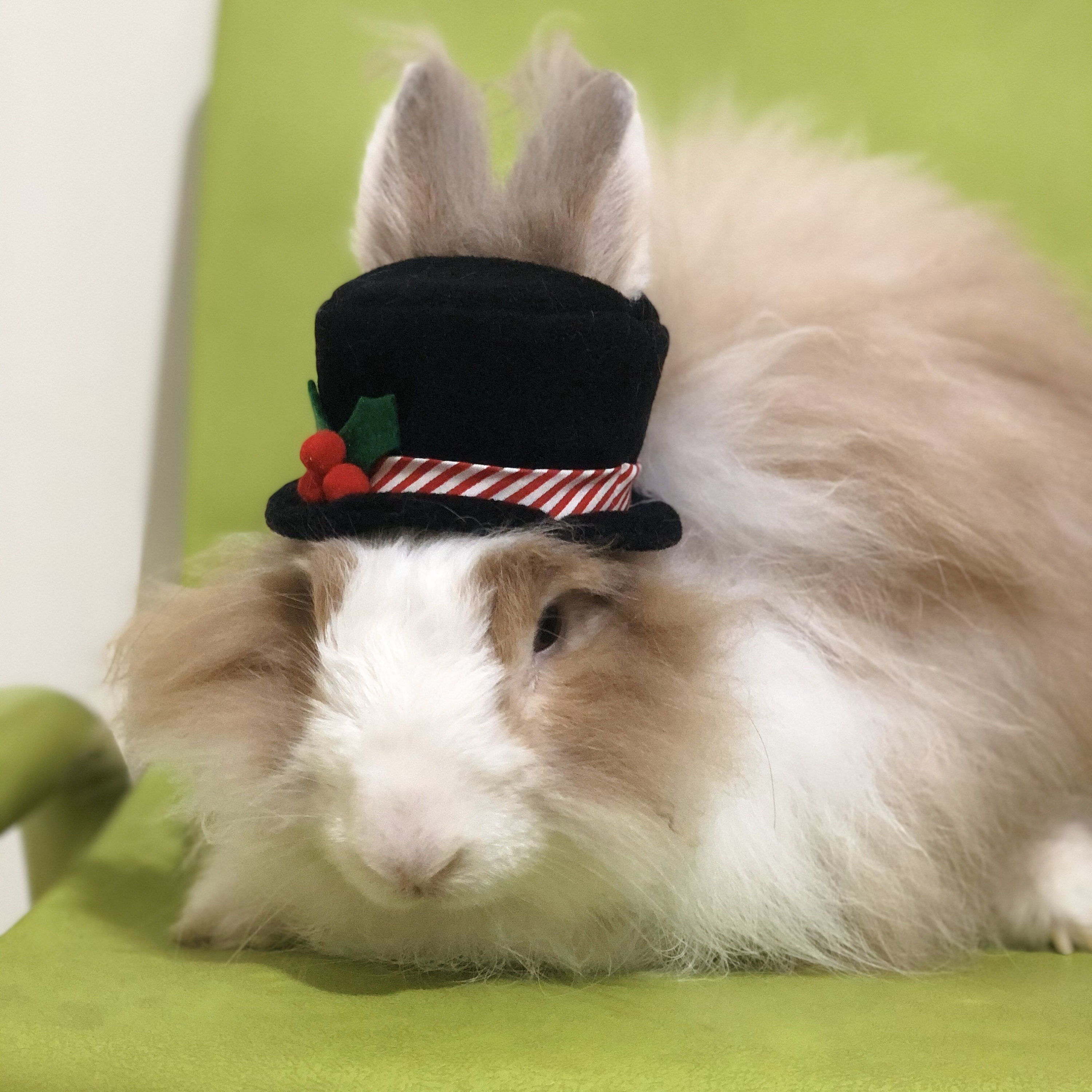 Snowman Top Hat for Pet Bunny Rabbits and Other Small Pets - Etsy