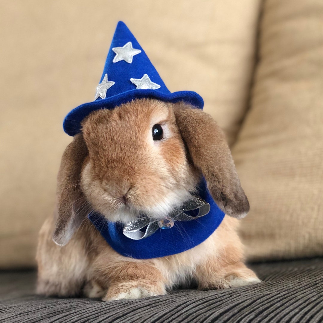 Sorcerer, Wizard, Witch Collar for Small Pet - Etsy