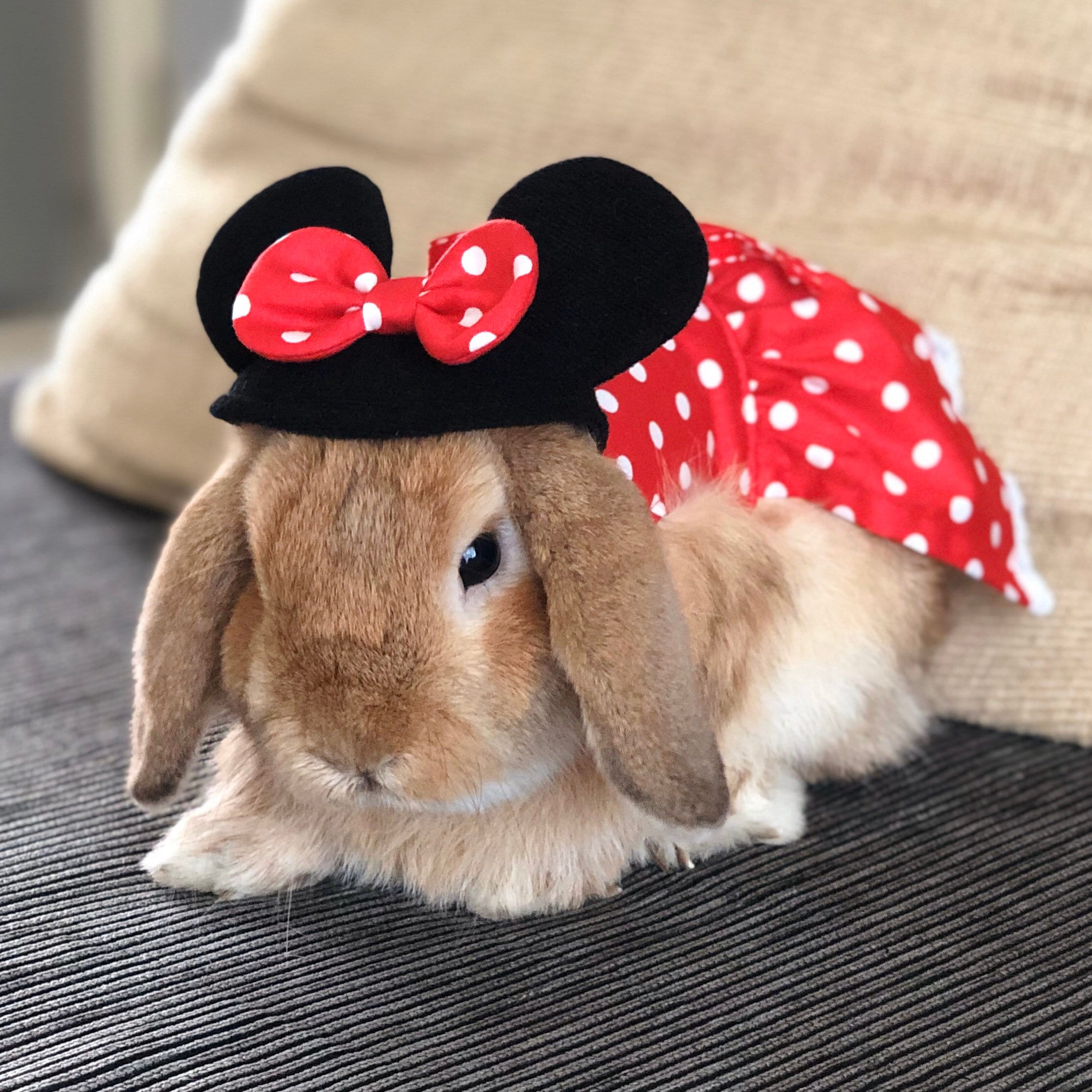 Cute Mouse Costume With Hoodie for Full Grown Lop-eared | Etsy