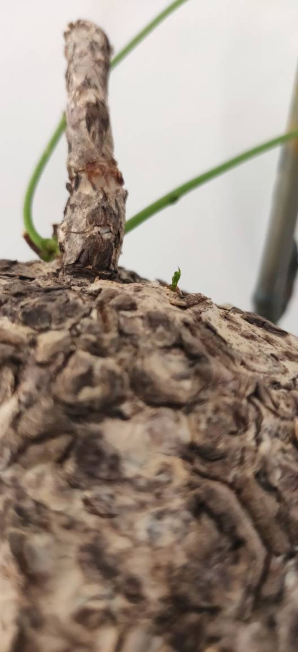 Adenia Penangiana - Etsy