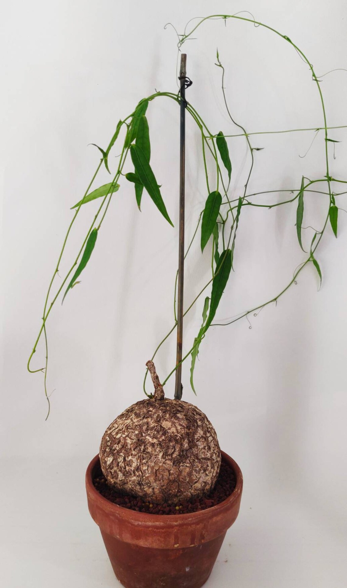 Adenia Penangiana - Etsy