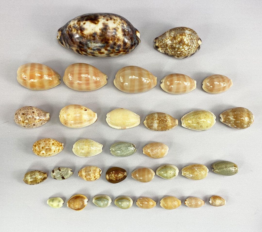 Collection of 33 Mixed COWRIE Cypraea SHELL Seashells Natural Sea Shell ...