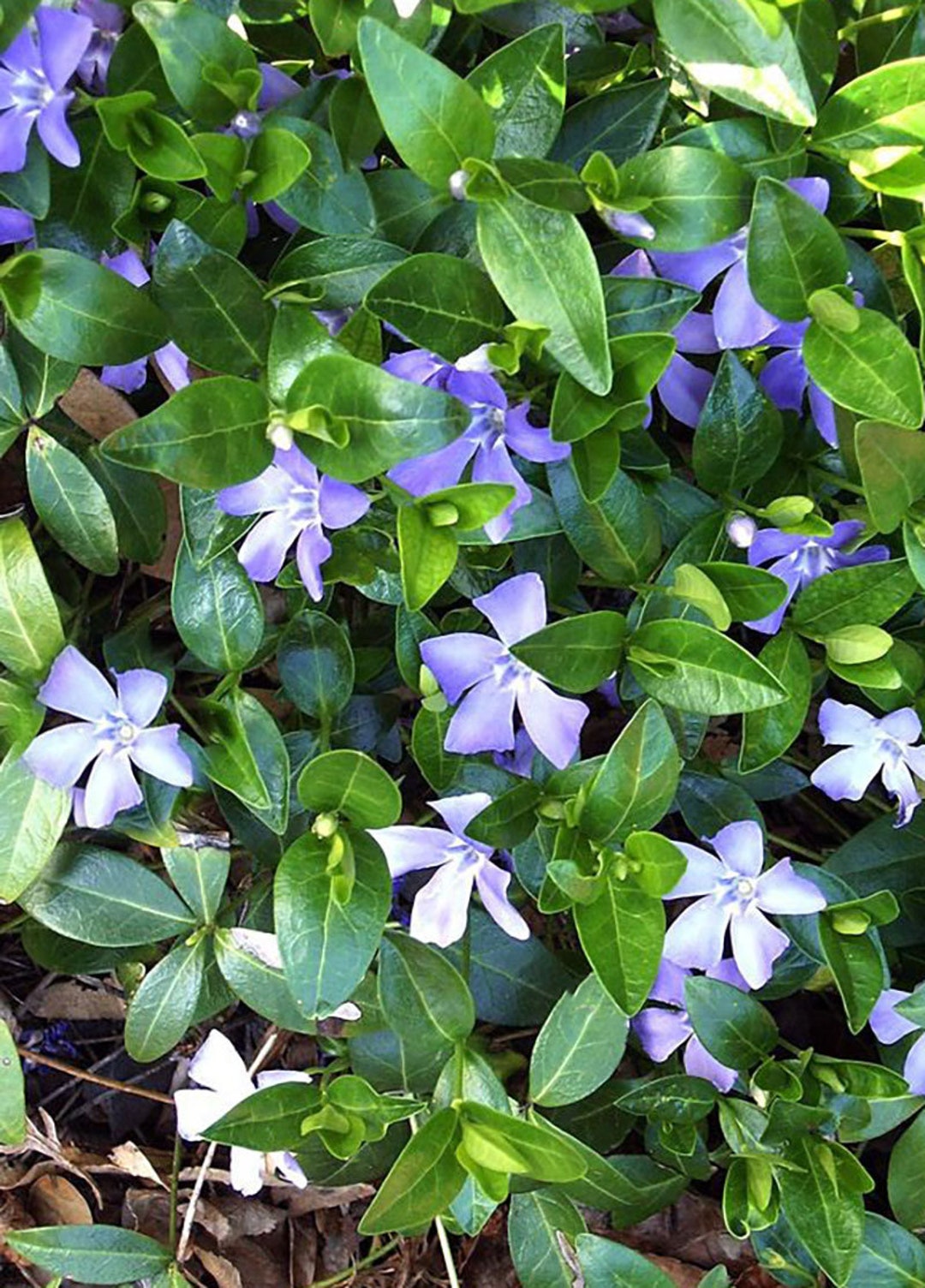 20 Live Bare Root Periwinkle Plants Vinca Minor (creeping Myrtle ...