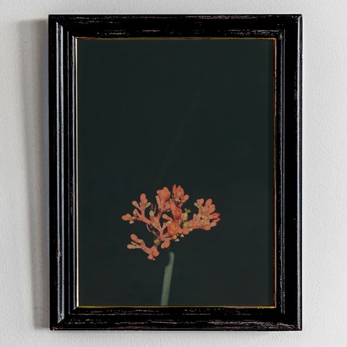 Dark Botanical Print Black Flower Print Dark Floral Wall - Etsy