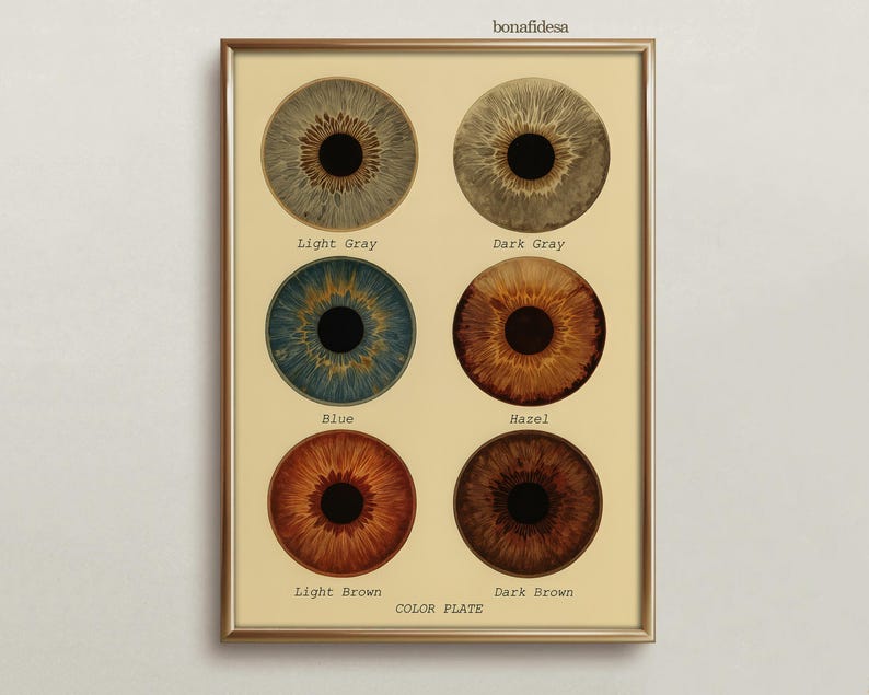 Vintage Eye Color Chart, Iris Anatomy Art Print (digital Download) - Etsy