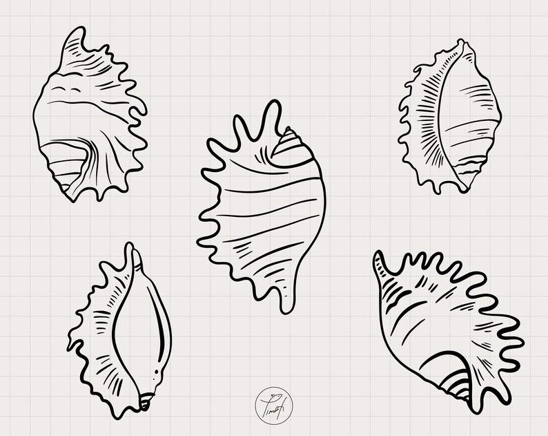 Seashell Svg, Ocean Svg, Sea Shell Svg One Line Drawing, Coral Svg ...