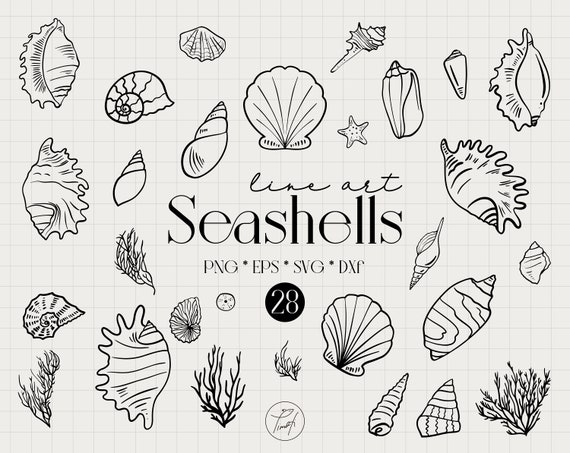 Conch Shell Line Drawing