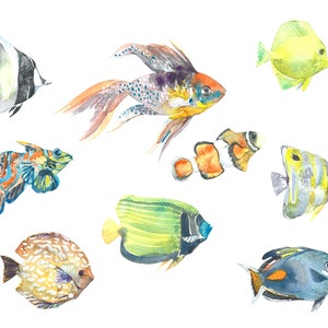 Tropical Fish Watercolor Clipart, Summer Clipart, Watercolor Clipart ...
