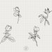Roses Svg One Line Drawing, Rose Svg, Spring Flowers Svg, Commercial ...
