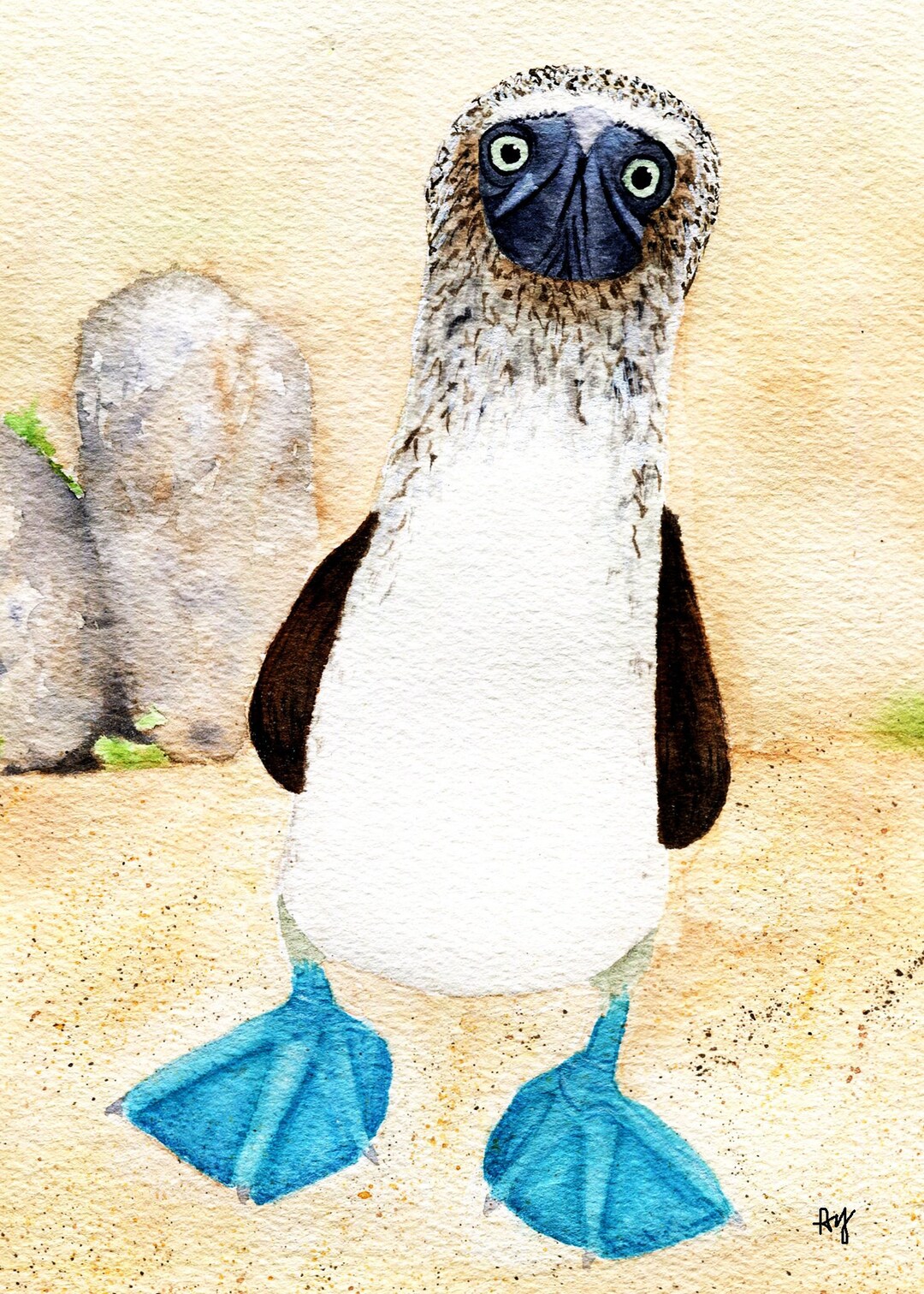 Blue Footed Booby Watercolor Print, Silly Bird - Etsy